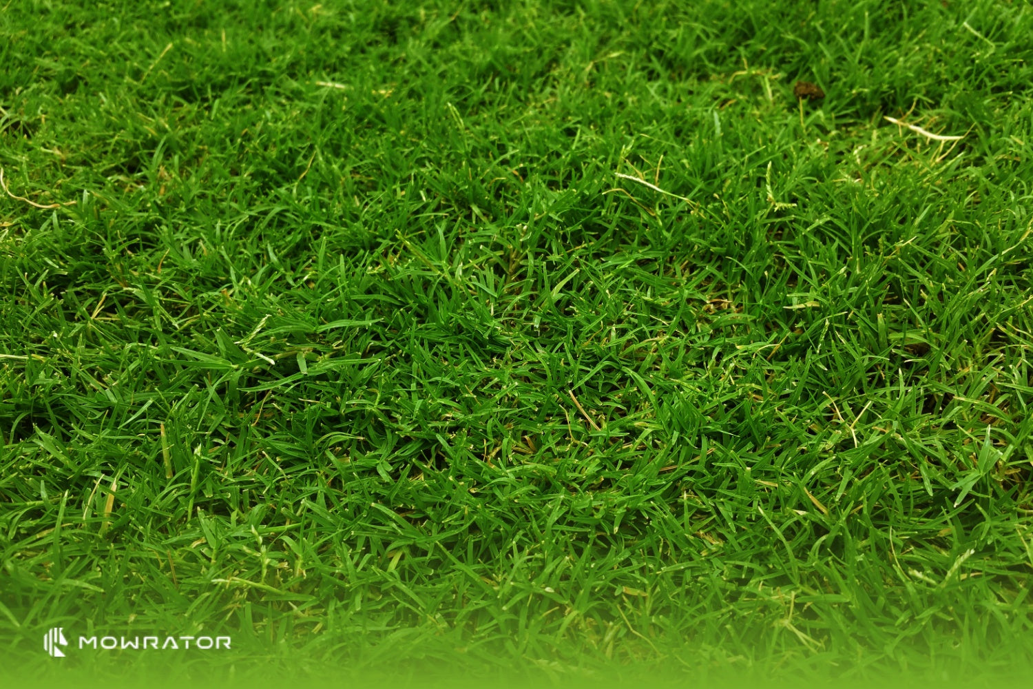 5 Types of Lawn Grass in Australia | Common Grass Type for Turfs ...